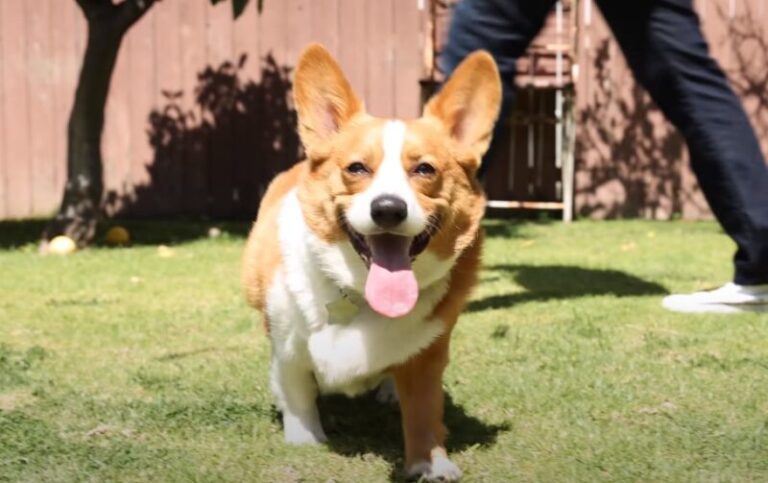 Sve što trebate znati o psima rase Velški Korgi: Karakteristike, nega i ...