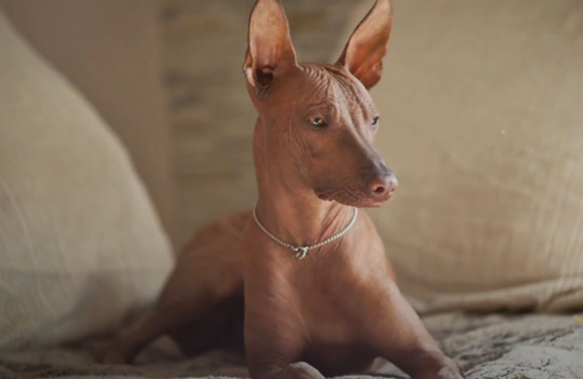 Peruanski inka pas - Noa Pet World